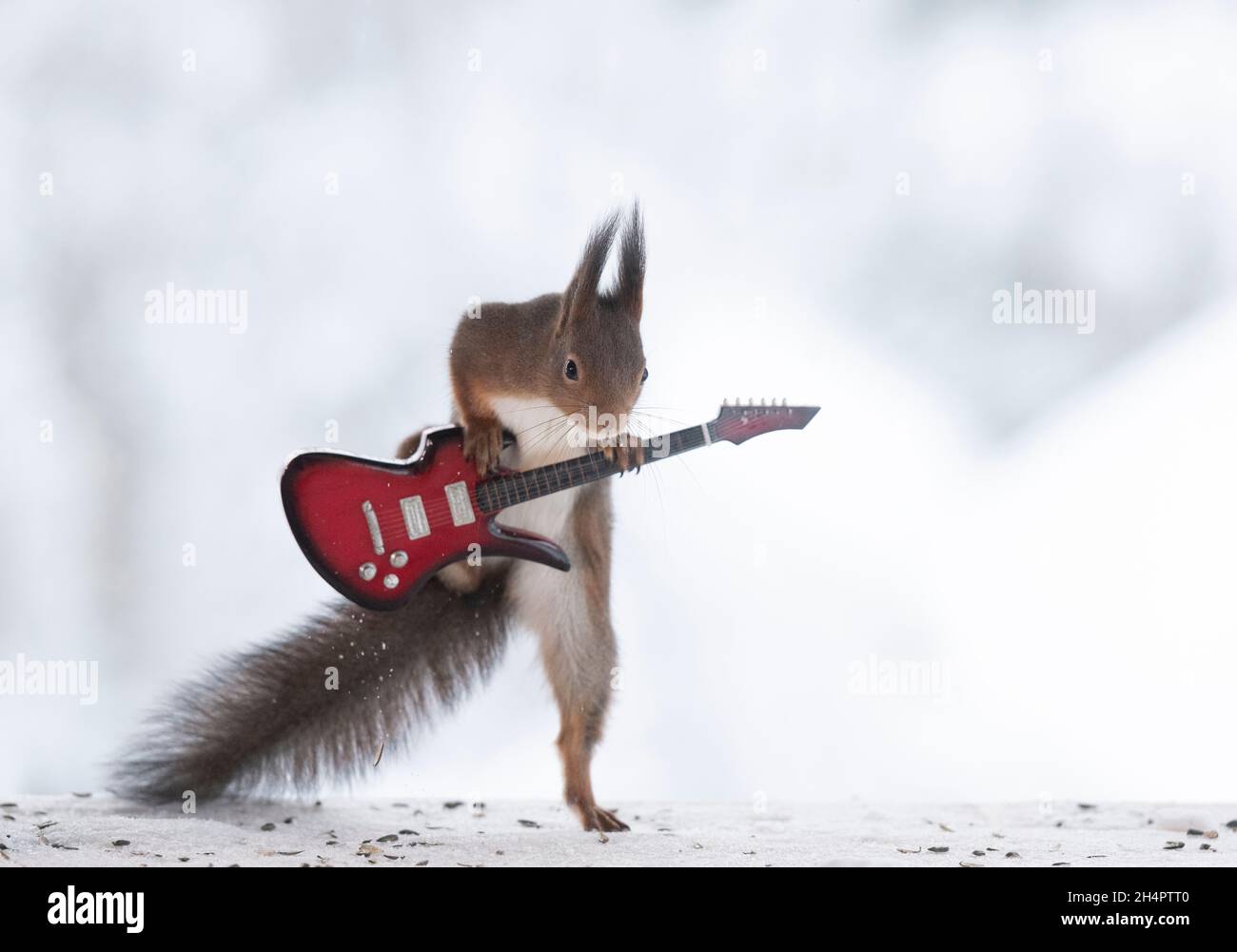red squirrel is holding a guitar Stock Photo - Alamy