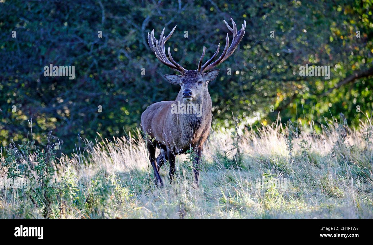 Roe deer stag uk hi-res stock photography and images - Alamy