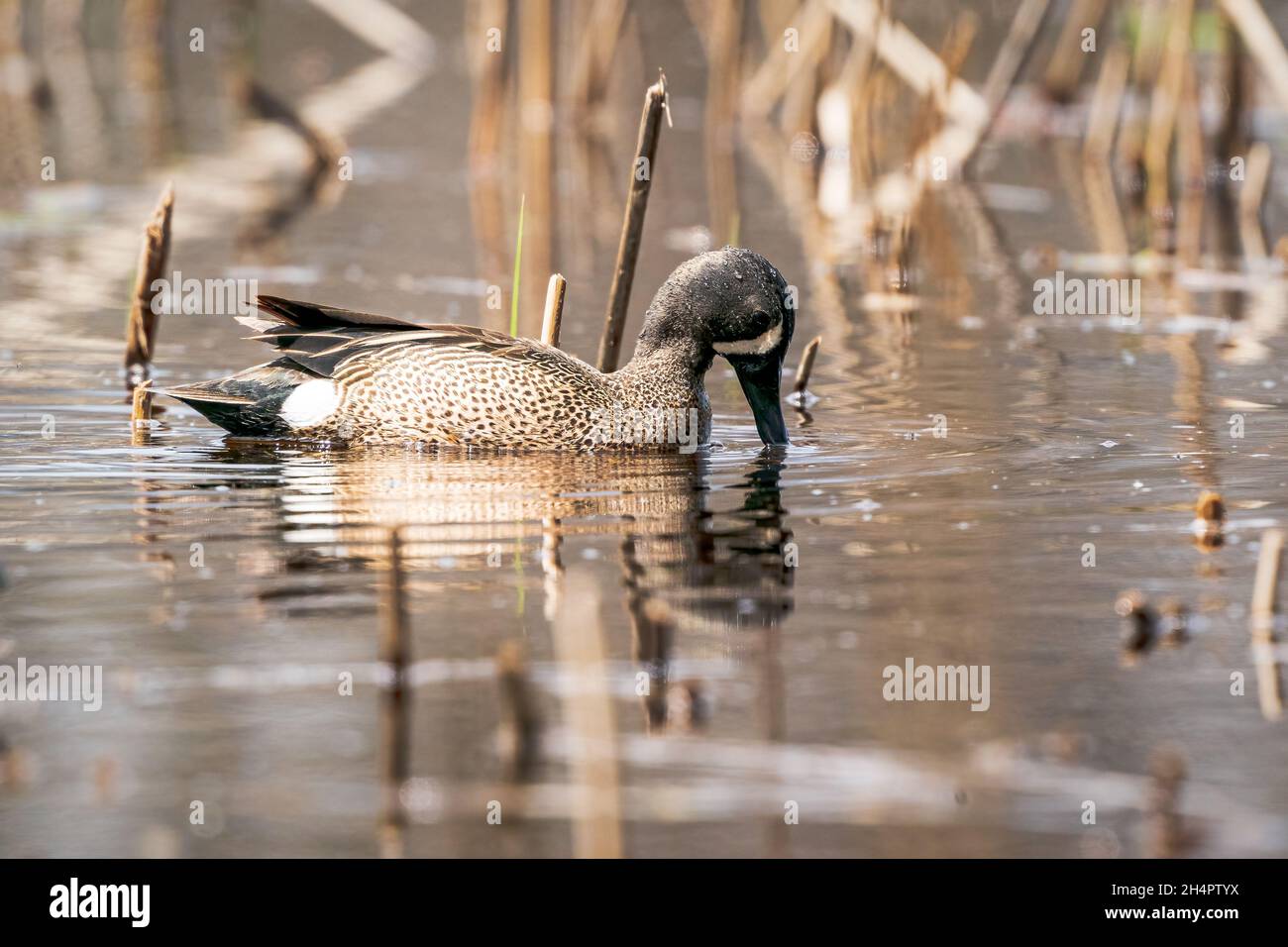 I photographed this female blue winged teal duck while kayaking on the ...