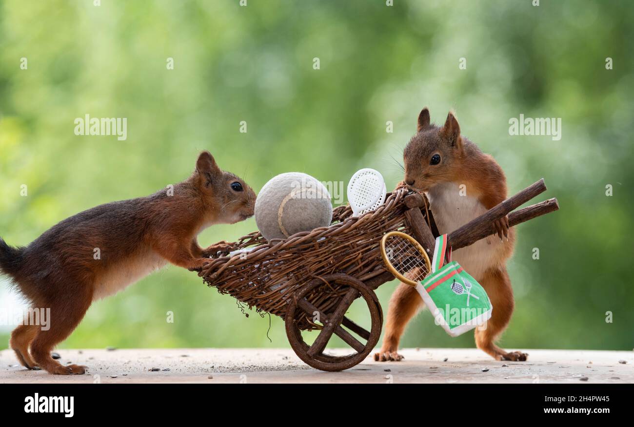 red squirrel are standing with tennis tools on a wheelbarrow Stock ...