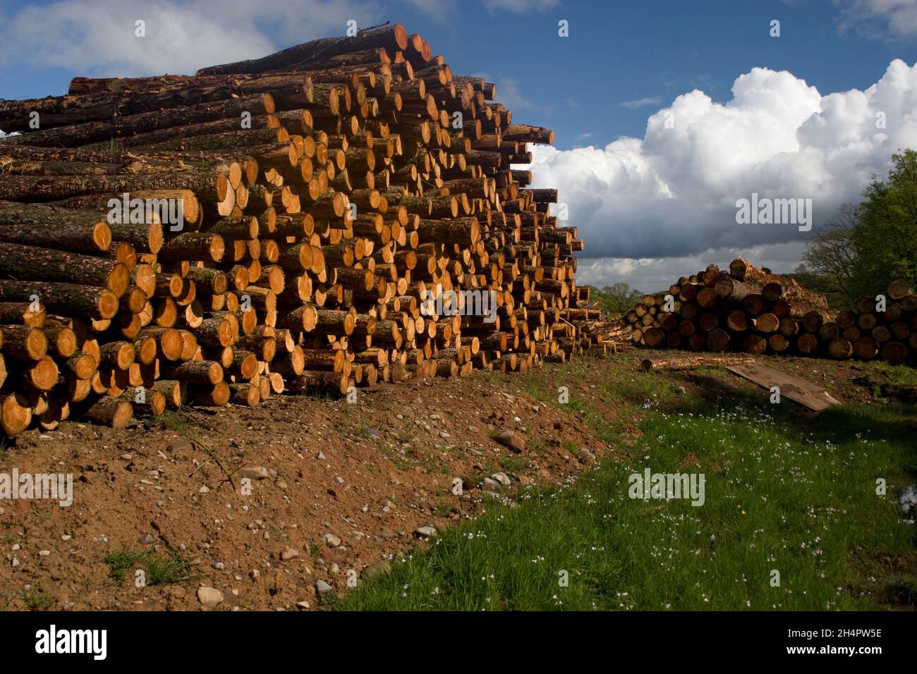 forestry, piles of felled timber in Annandale Valley, Dumfries ...