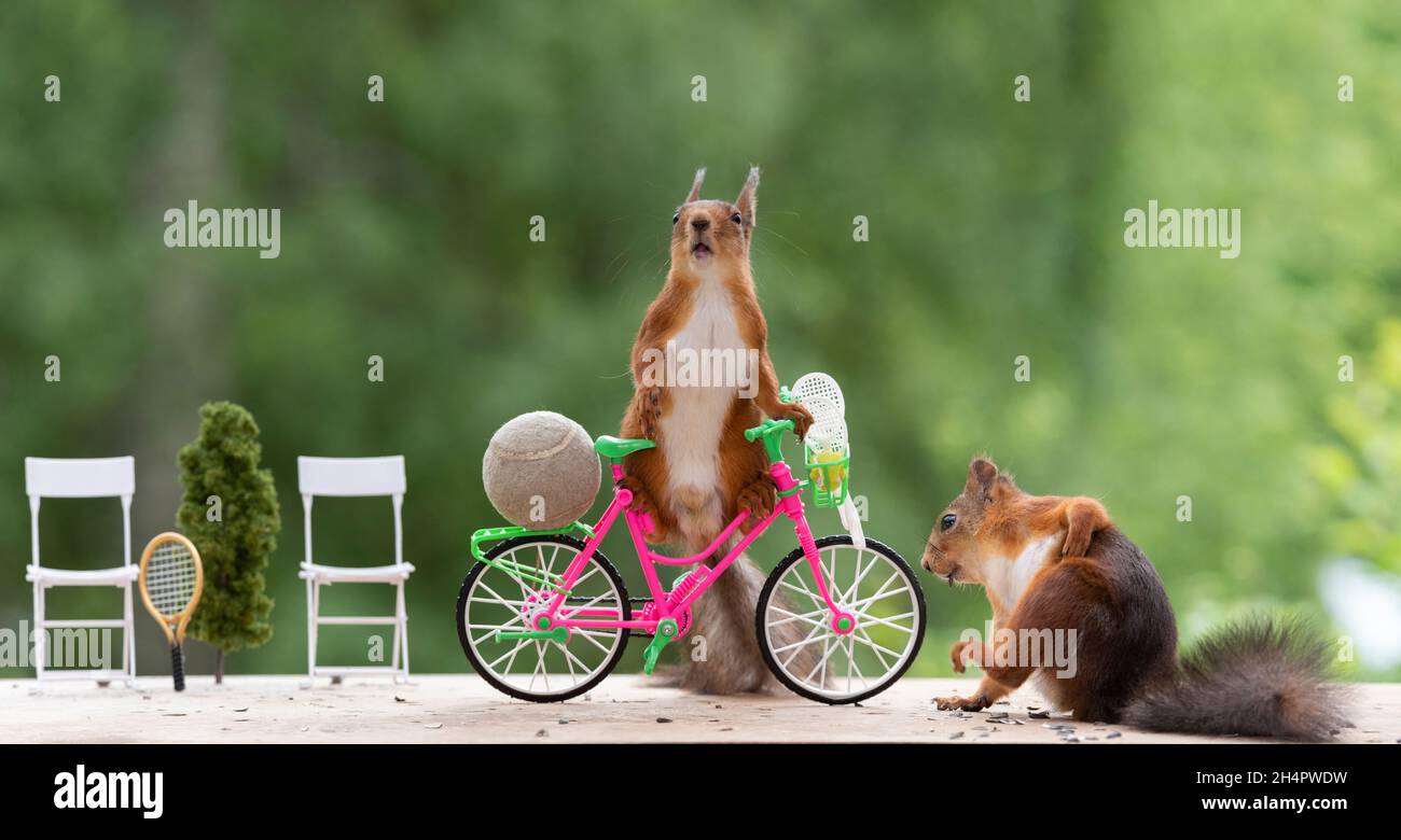 red squirrel is standing on an cycle Stock Photo - Alamy