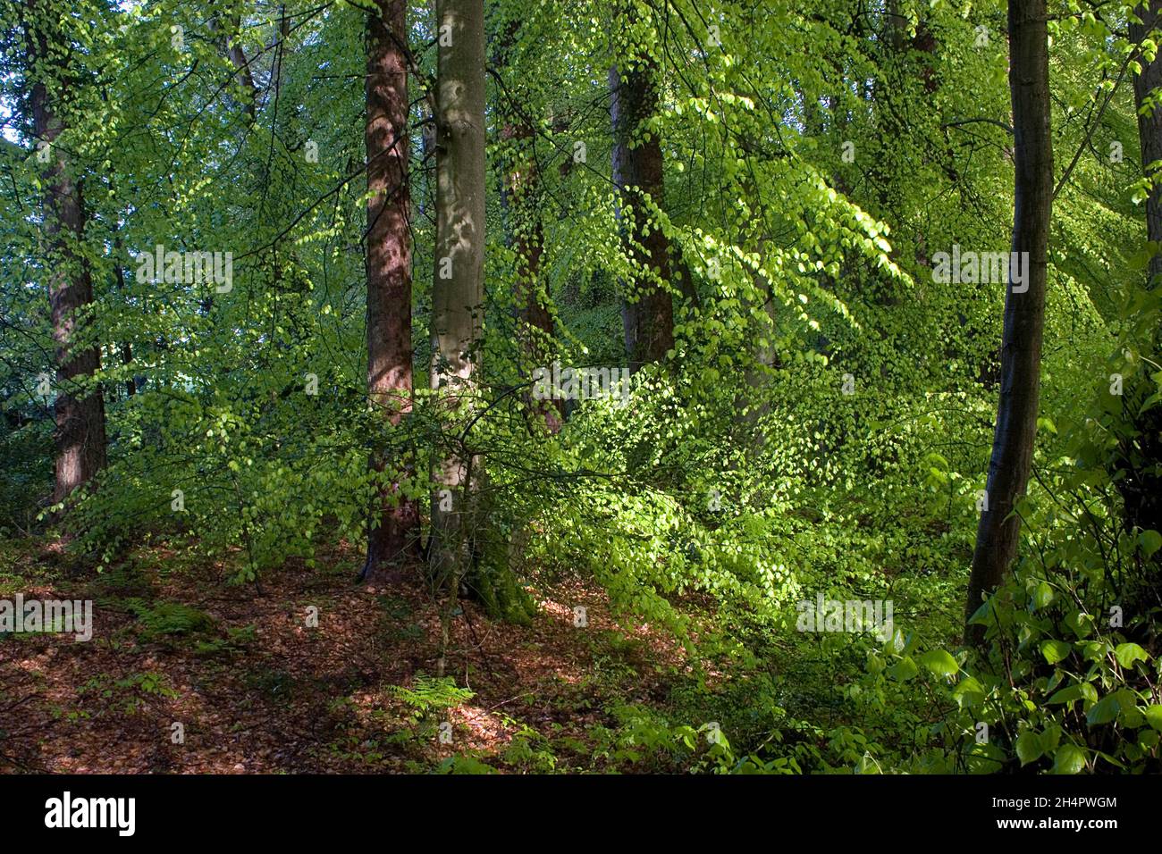 spring foliage and Scots pine planted c. 1779, Shambellie Wood ...