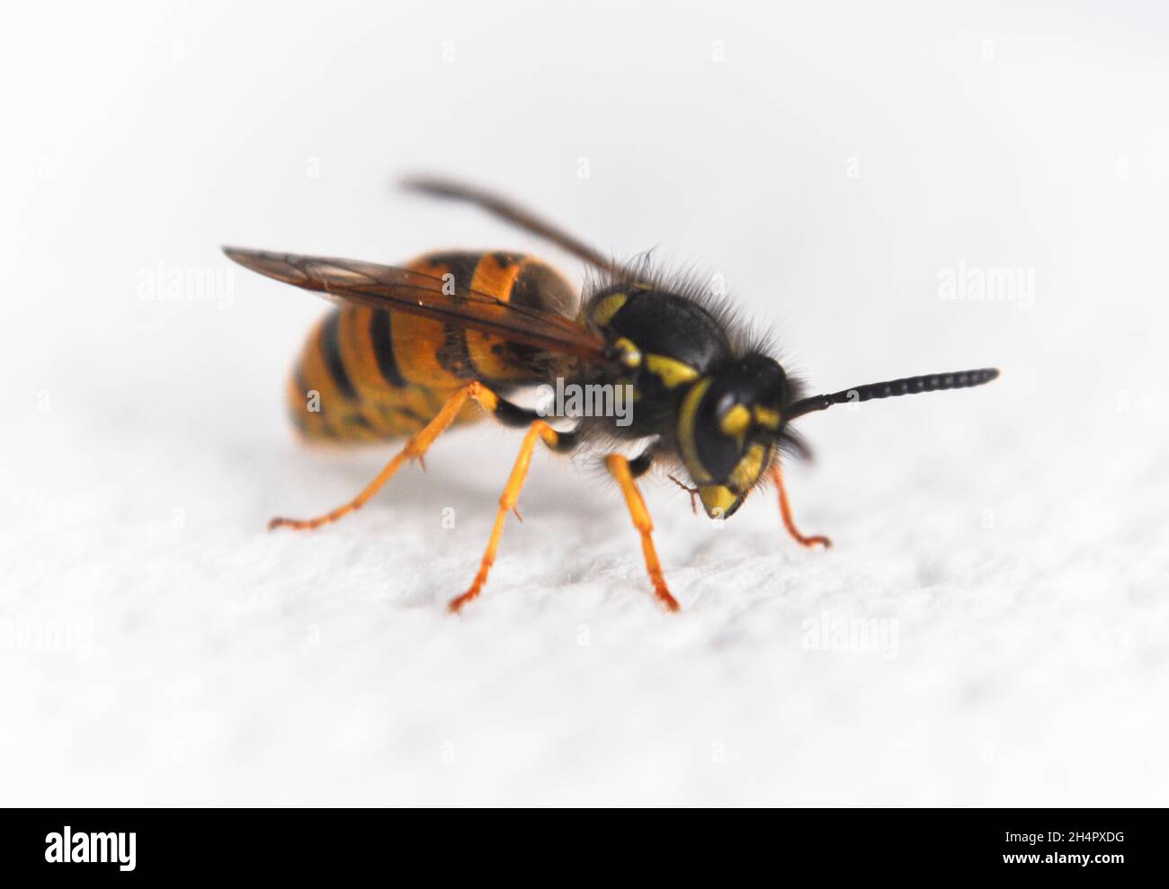 Lifecycle wasp hi-res stock photography and images - Alamy