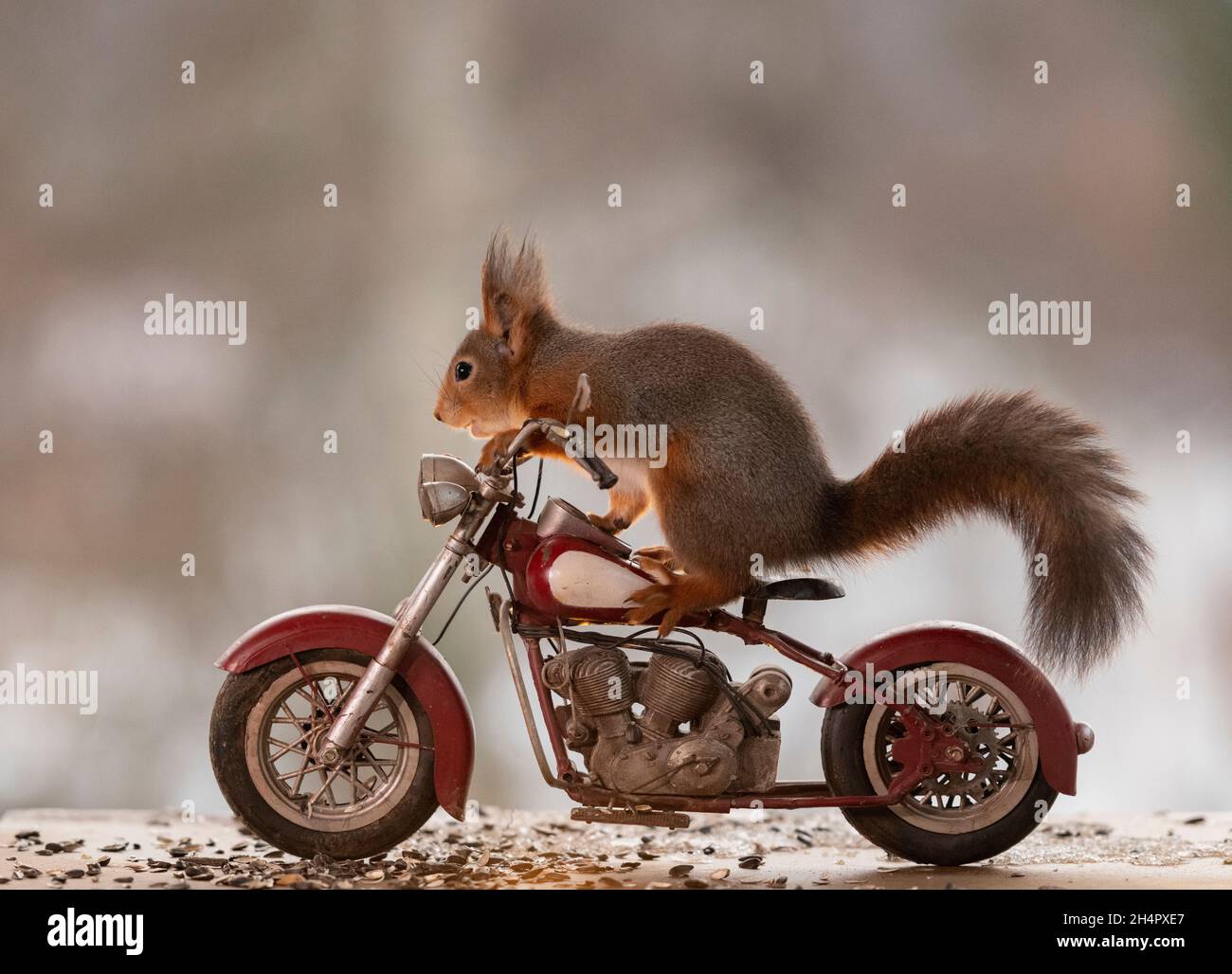 Squirrel motorcycle hi-res stock photography and images - Alamy