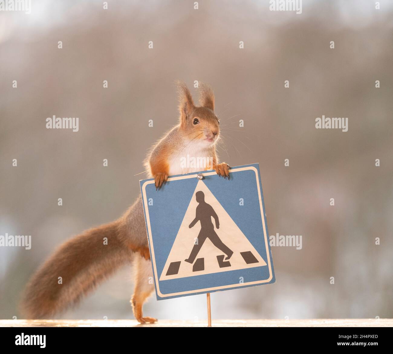 Squirrel Crossing Sign High Resolution Stock Photography and Images - Alamy