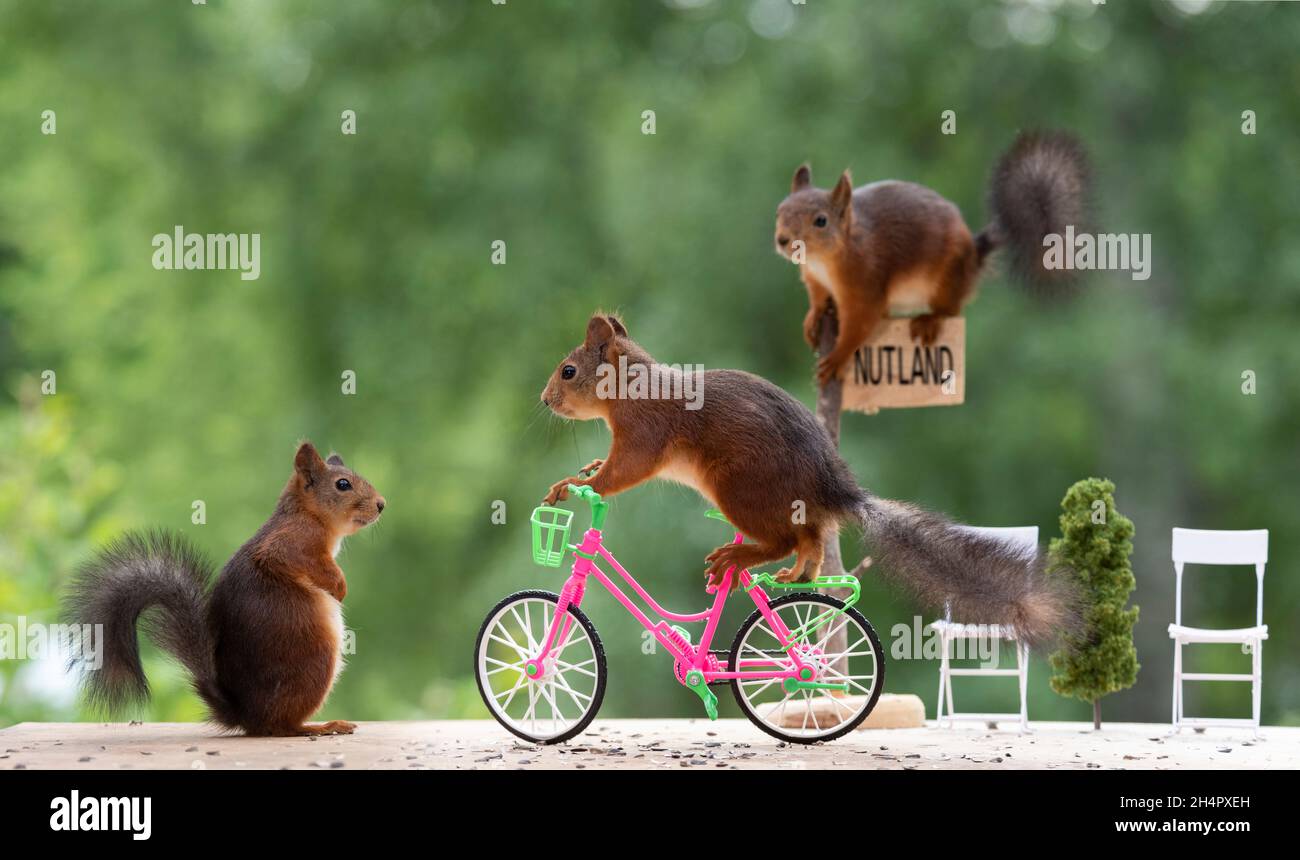Red squirrel is sitting on an cycle hi-res stock photography and images ...