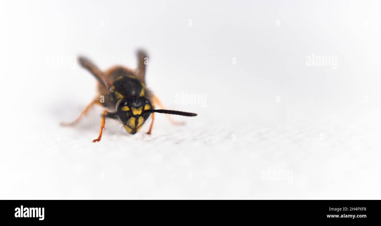 Lifecycle wasp hi-res stock photography and images - Alamy