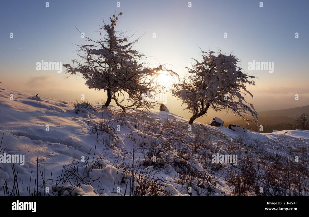 Forest in Winter with frozen trees Stock Photo - Alamy