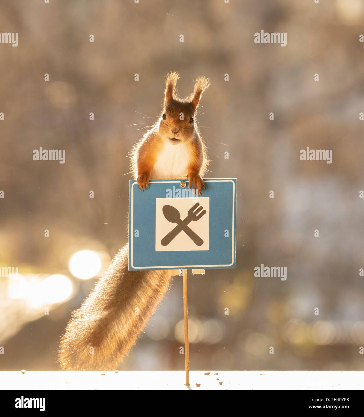 red squirrel is climbing on a blue Restaurant sign Stock Photo - Alamy