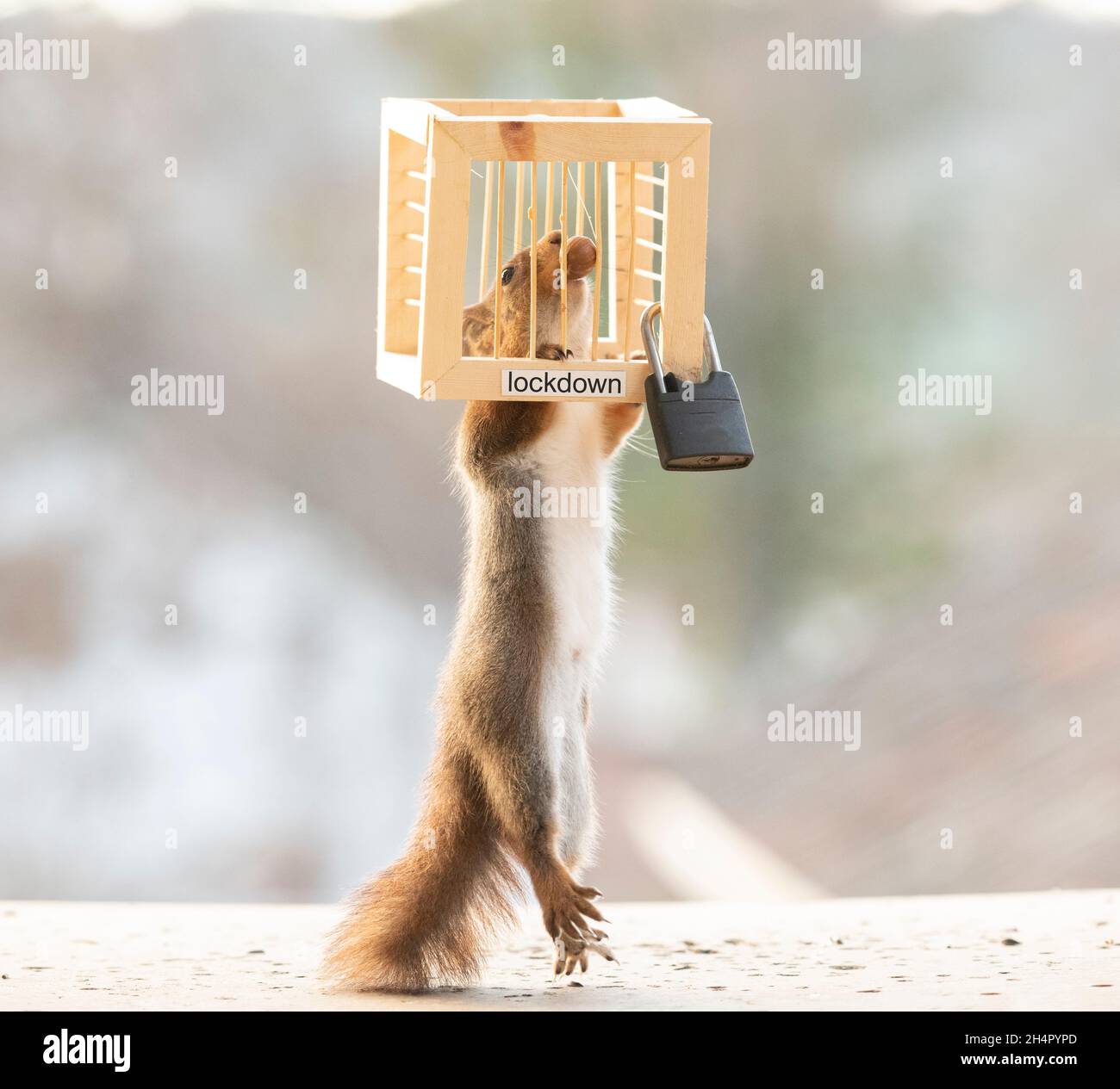 Squirrel cage jail hi-res stock photography and images - Alamy