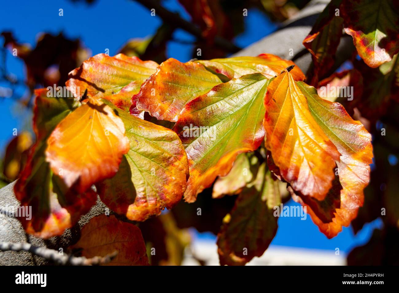 Super colorful trees with the colors of autumn in the Parque Norte de ...