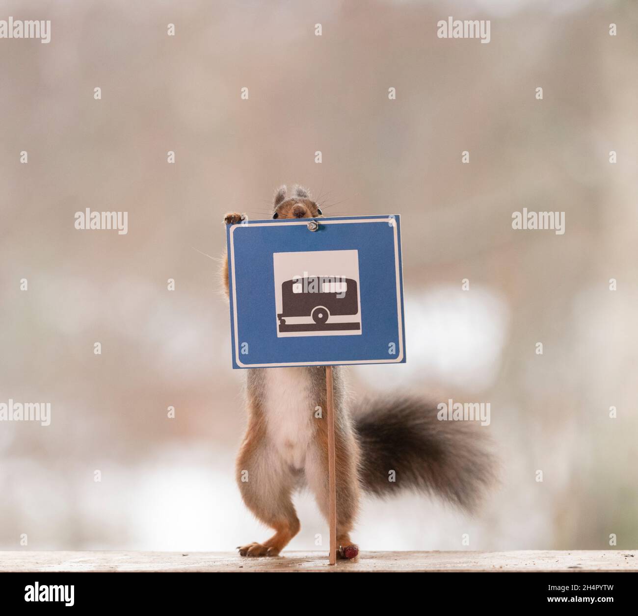 red squirrel is holding a blue Caravan site sign Stock Photo - Alamy