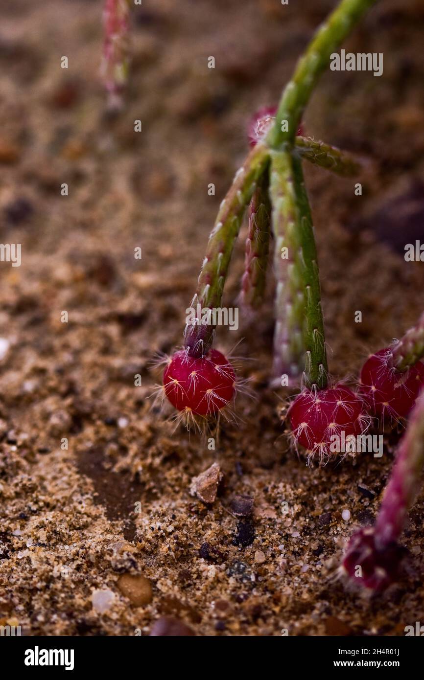 Botanical garden of lasi hi-res stock photography and images - Alamy