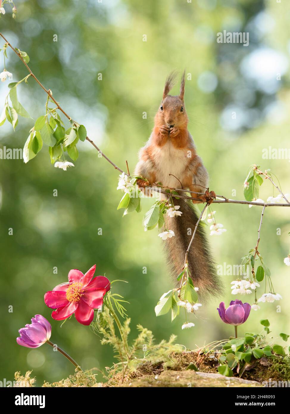 red squirrel is standing with a peony and tulip flower on a apple ...