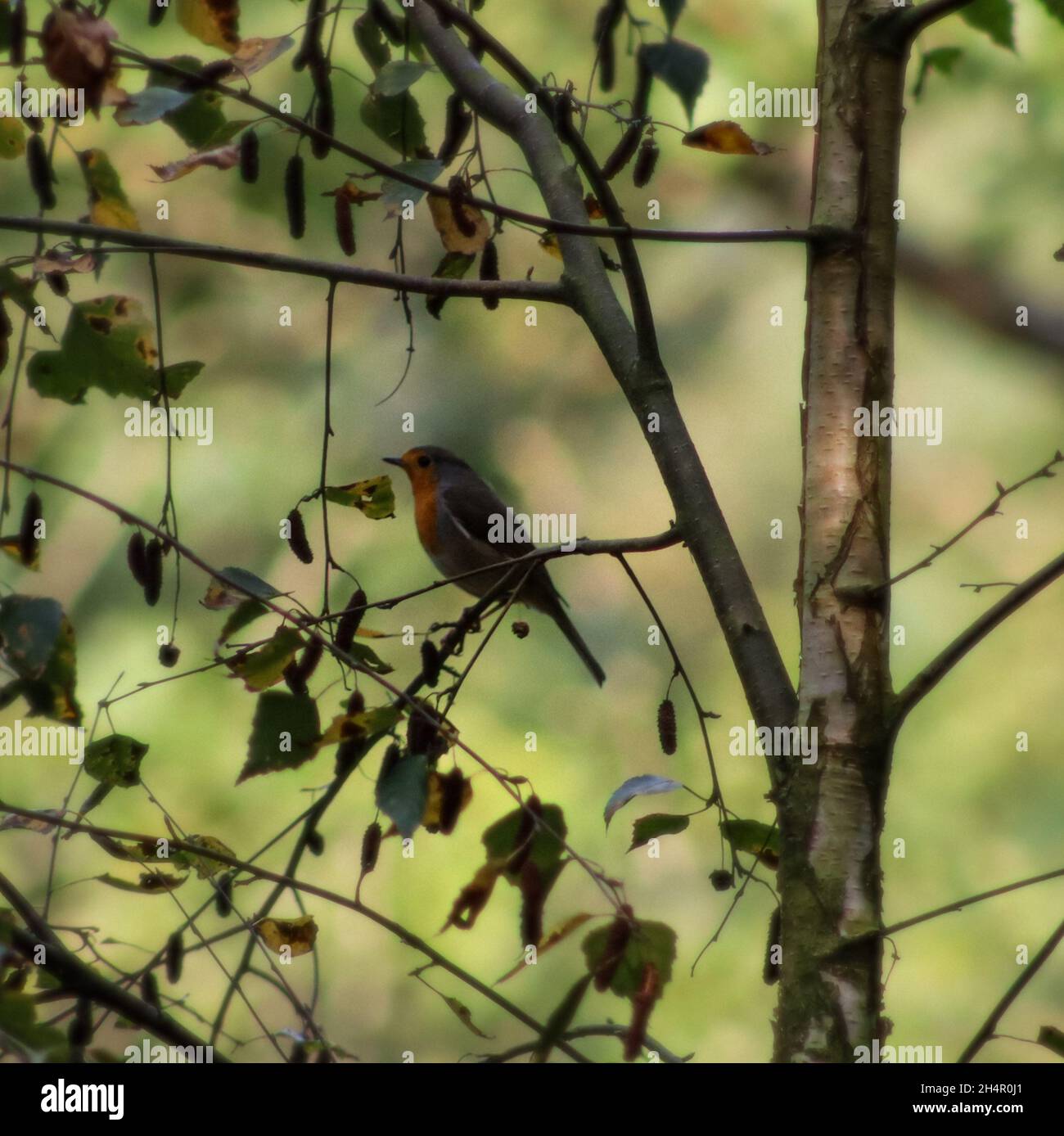 Vertical shot of a bird on a tree Stock Photo - Alamy