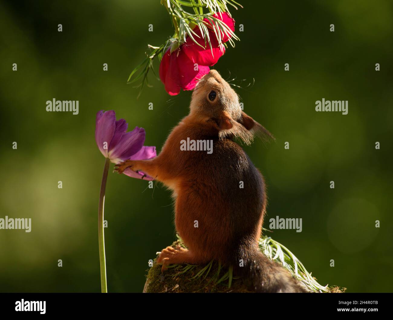 Red squirrel holding flower hi-res stock photography and images - Alamy