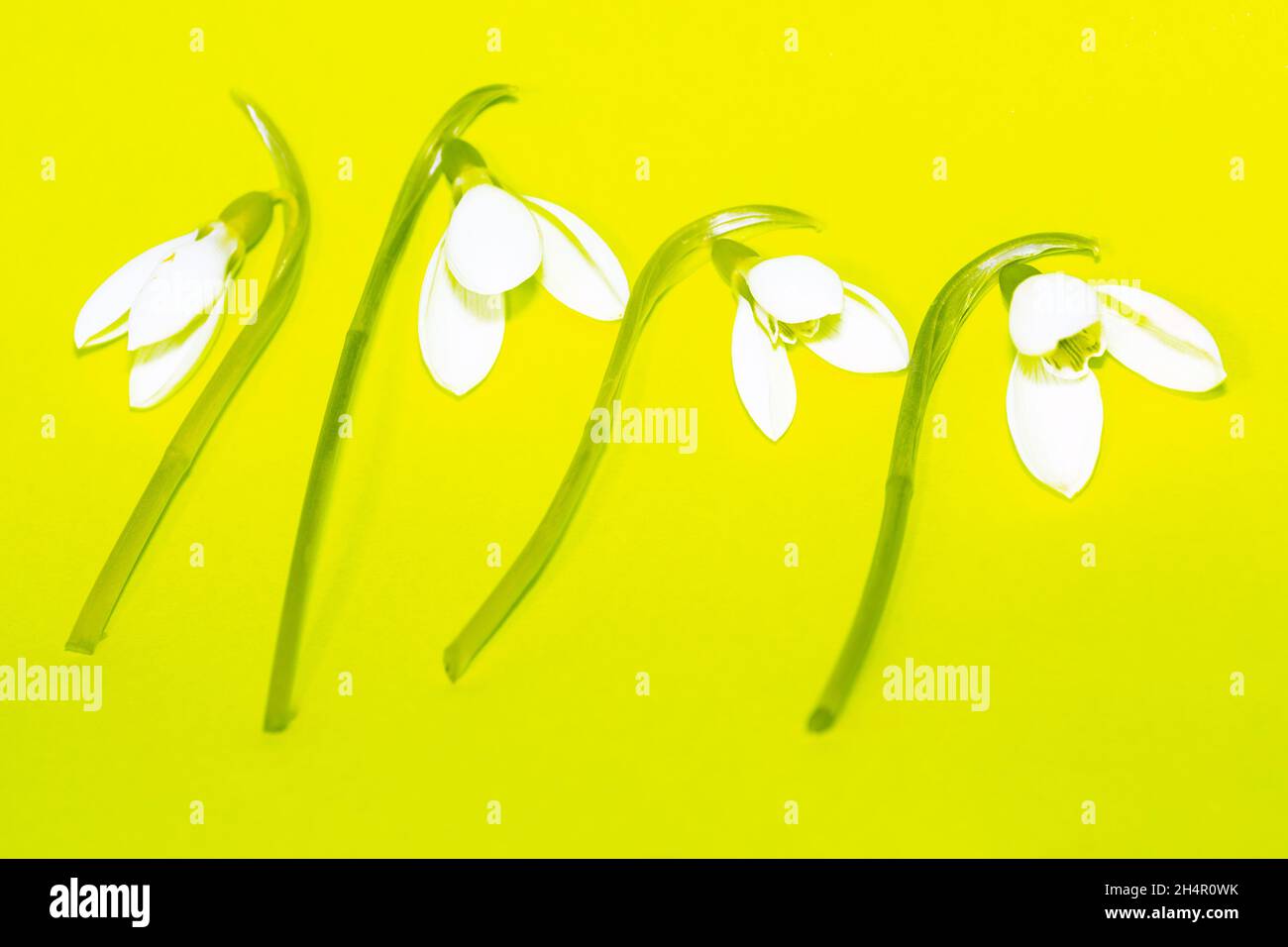 Snowdrops in studio at yellow background . Early spring flowers Stock ...