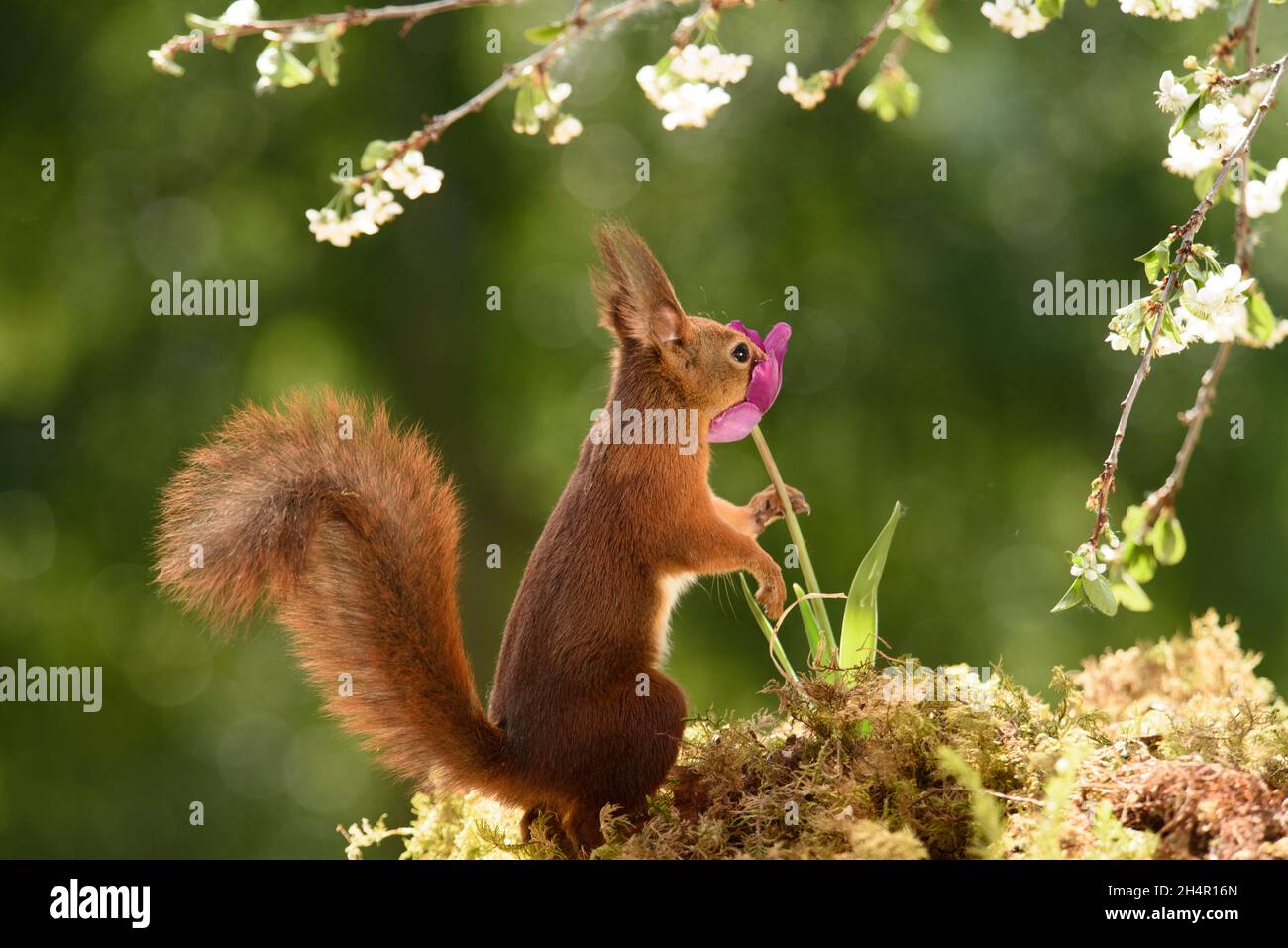 red squirrel is smelling and holding an purple tulip Stock Photo - Alamy