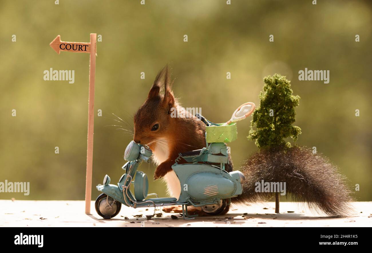 Red squirrel is holding an tennis racket hi-res stock photography and ...