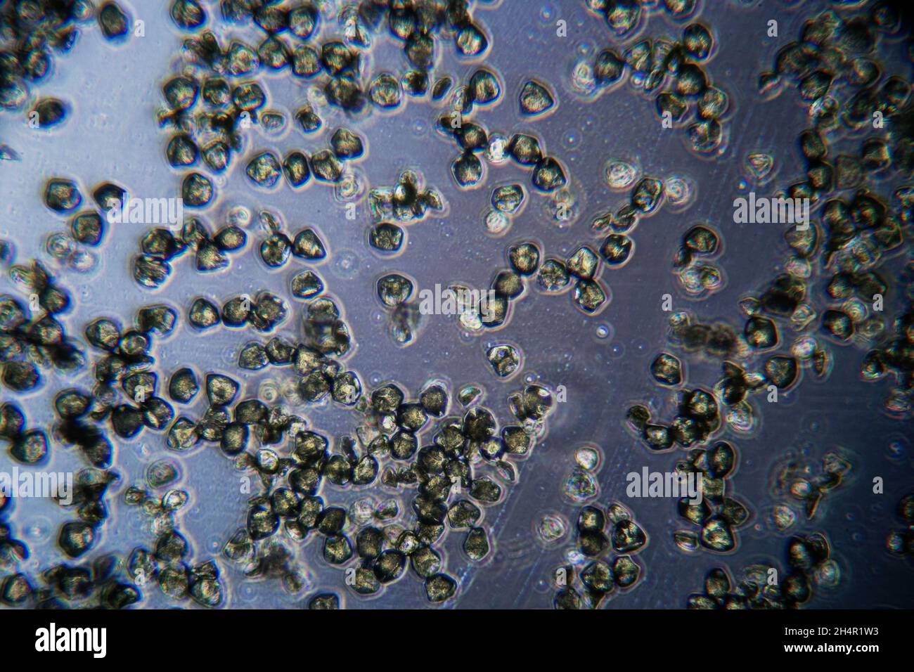 Plant pollen microscopic hi-res stock photography and images - Alamy