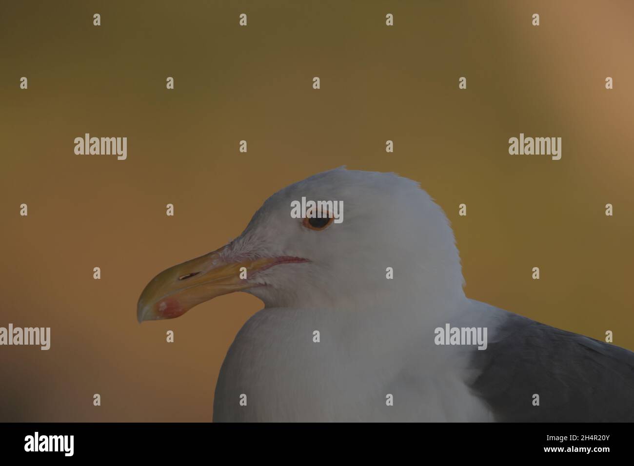 Selective focus portrait of a seagull on a yellow background Stock ...