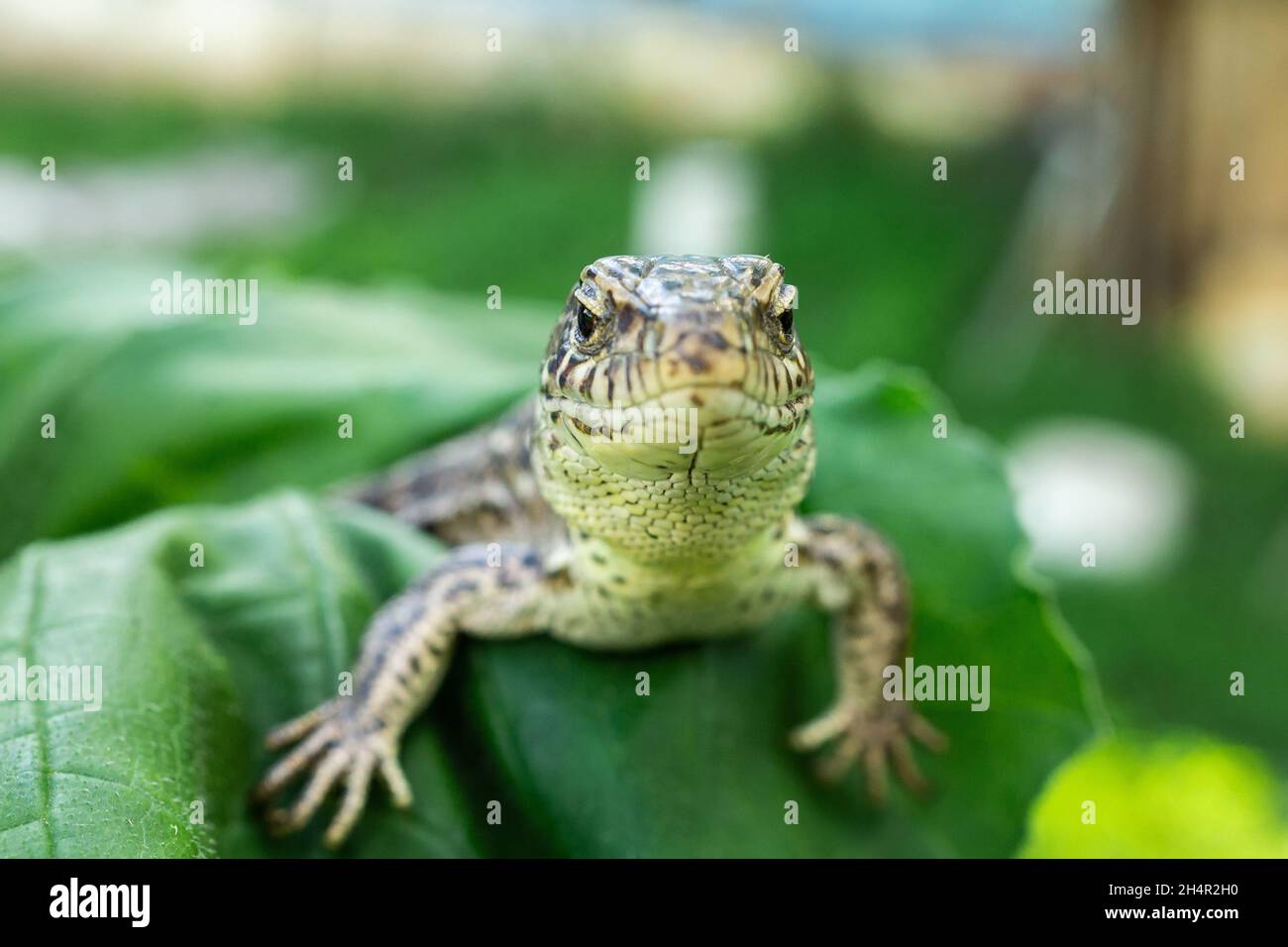 The head of a female lizard, macro photo of the head of a female lizard ...