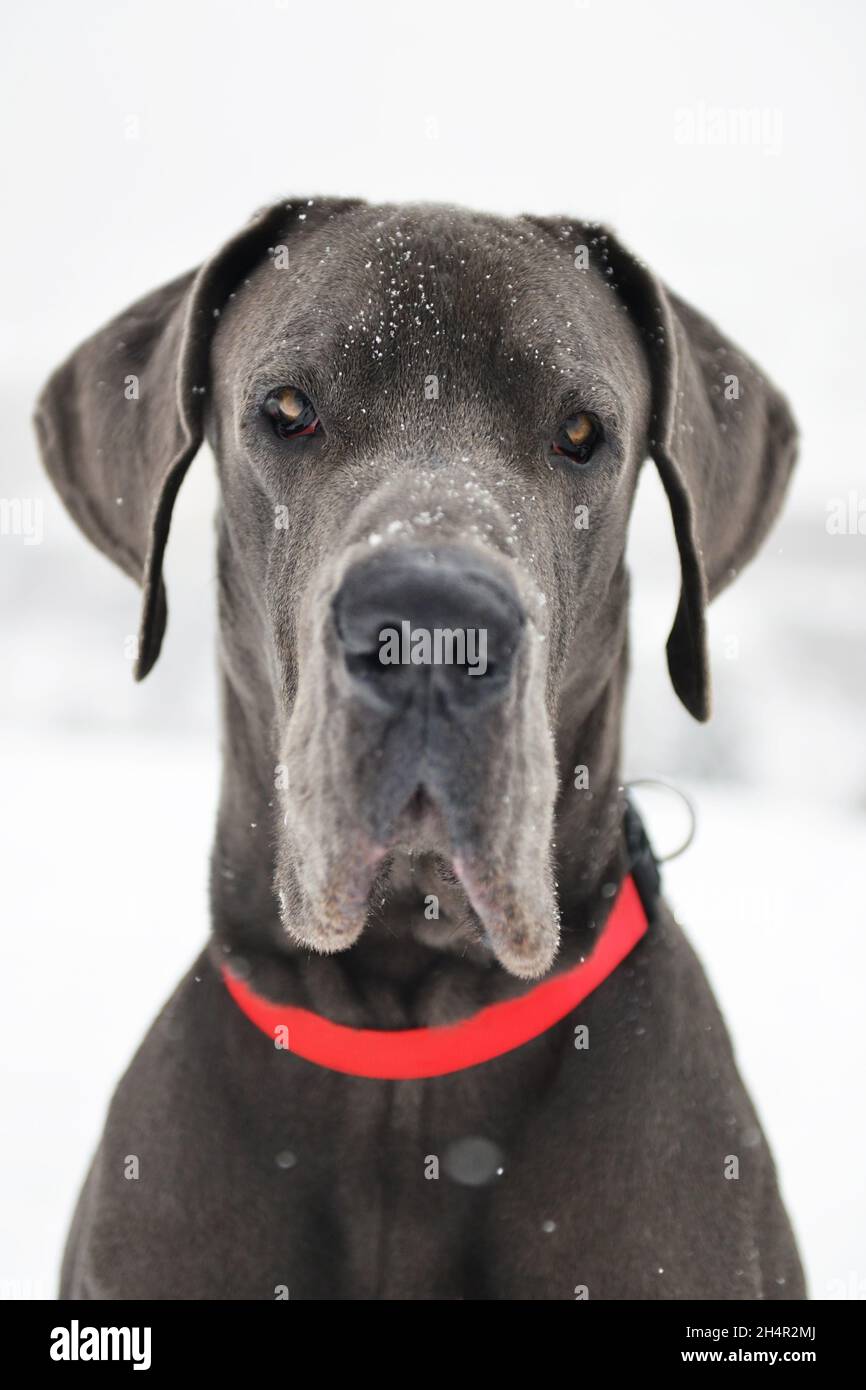 great dane dog, dog, pedigree, breed, animal, beautiful, nice, cute ...
