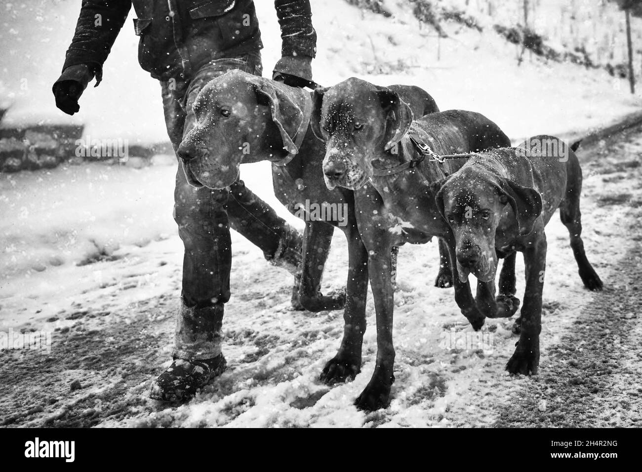 great dane dog, dog, pedigree, breed, animal, beautiful, nice, cute ...