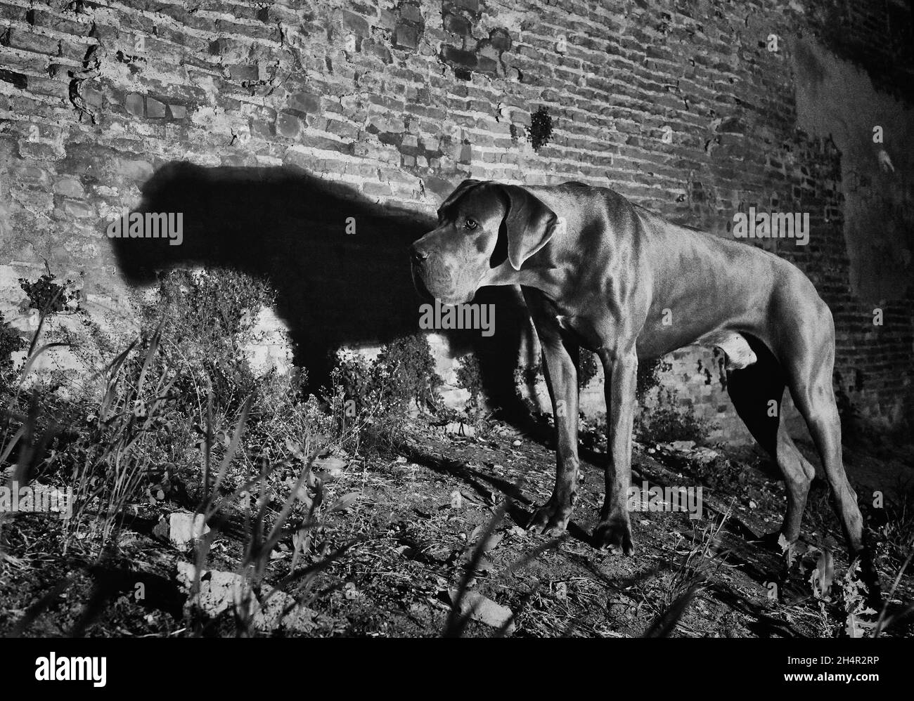 great dane dog, dog, pedigree, breed, animal, beautiful, nice, cute ...