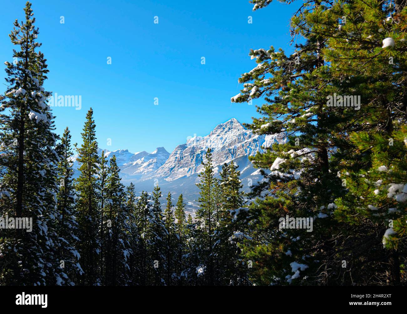 Rocky Mountains seen between forestry Stock Photo - Alamy