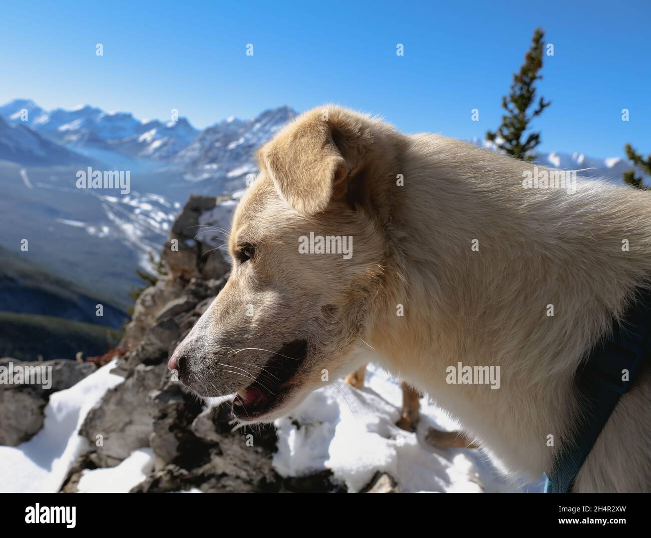Dog looks over a ledge from the top of a mountain Stock Photo - Alamy
