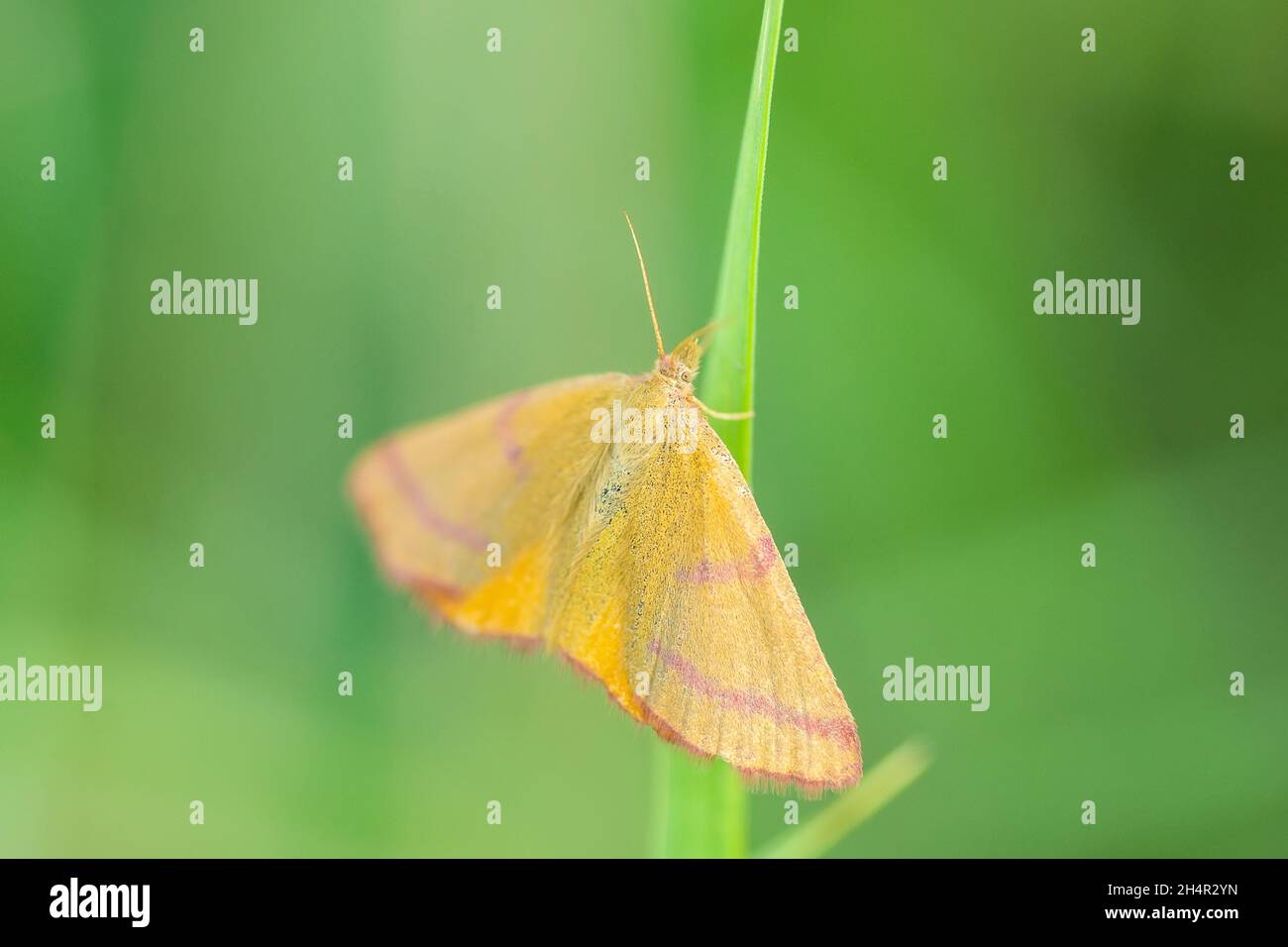 Purple-barred Yellow moth - Lythria cruentaria, beautiful colored moth ...