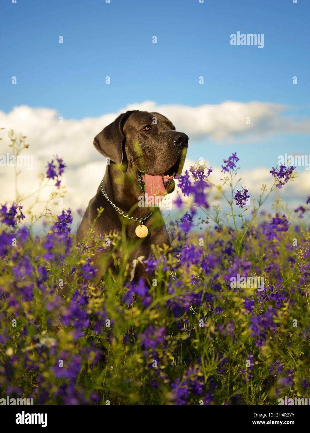 great dane dog, dog, pedigree, breed, animal, beautiful, nice, cute ...