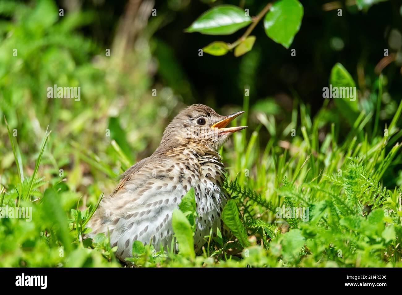 The fieldfare (Turdus pilaris) Large species of thrush with white ...
