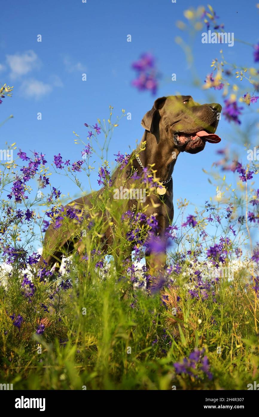 great dane dog, dog, pedigree, breed, animal, beautiful, nice, cute ...