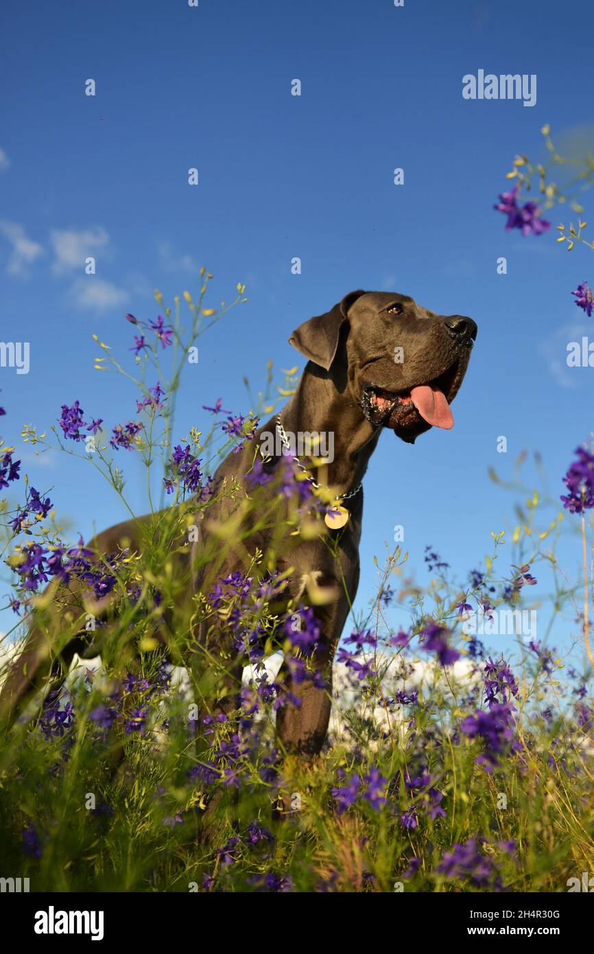 great dane dog, dog, pedigree, breed, animal, beautiful, nice, cute ...