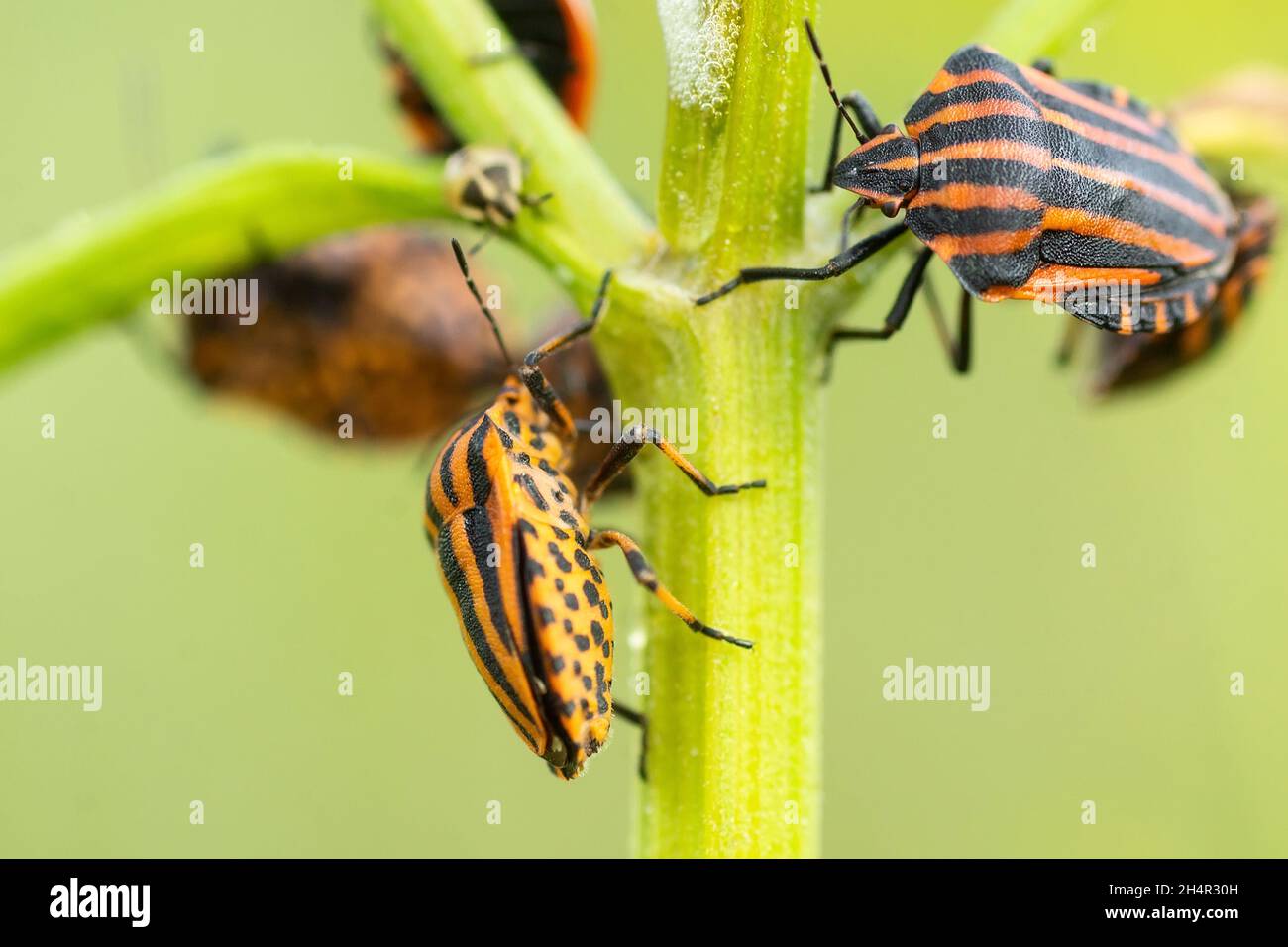 European Minstrel Bug or Italian Striped shield bug (Graphosoma ...
