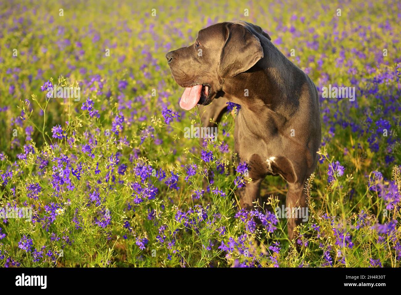 great dane dog, dog, pedigree, breed, animal, beautiful, nice, cute ...