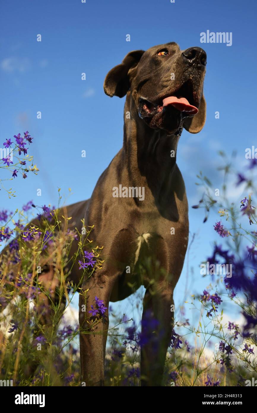 great dane dog, dog, pedigree, breed, animal, beautiful, nice, cute ...