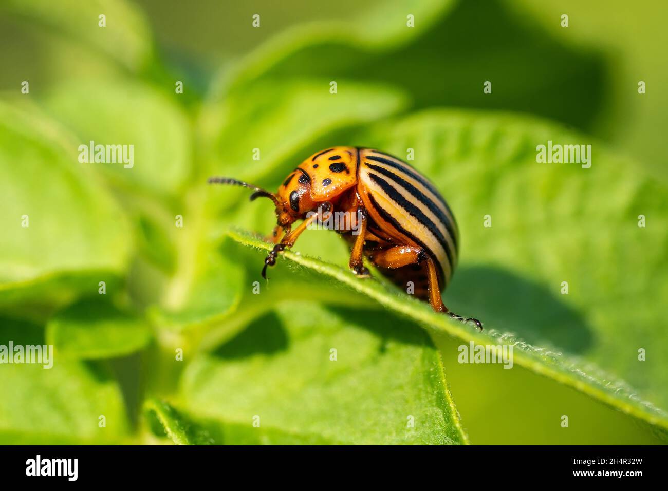Potato Beetle Insecticide