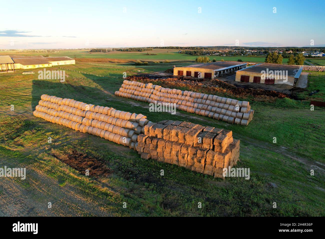 Haystacks near farm with cows and pigs. Hay in rolls at cowsheds ...