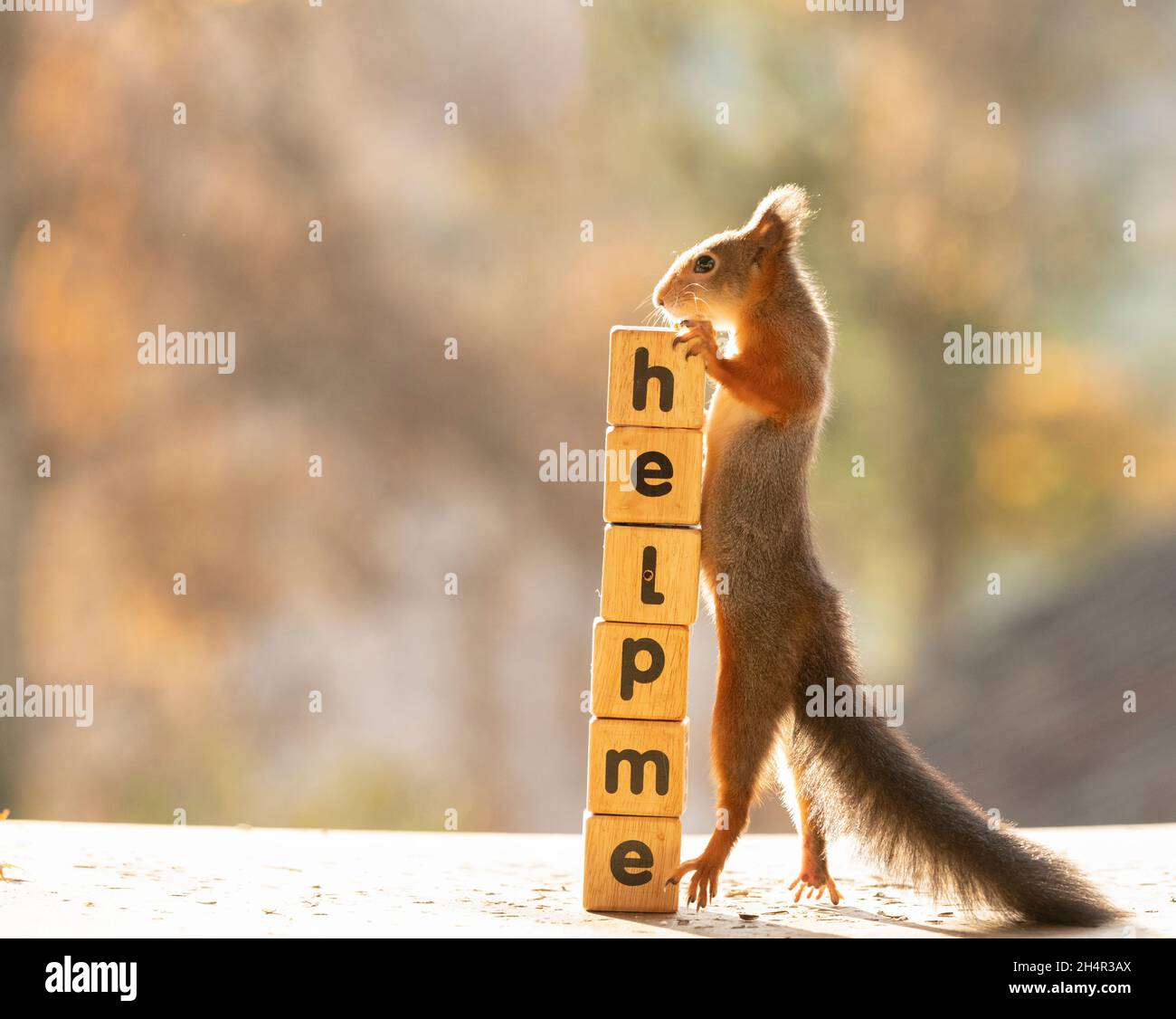 Word red squirrel hi-res stock photography and images - Alamy