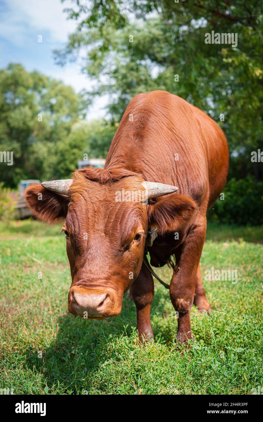 Red angus heifer portrait picture blue sky background Stock Photo - Alamy