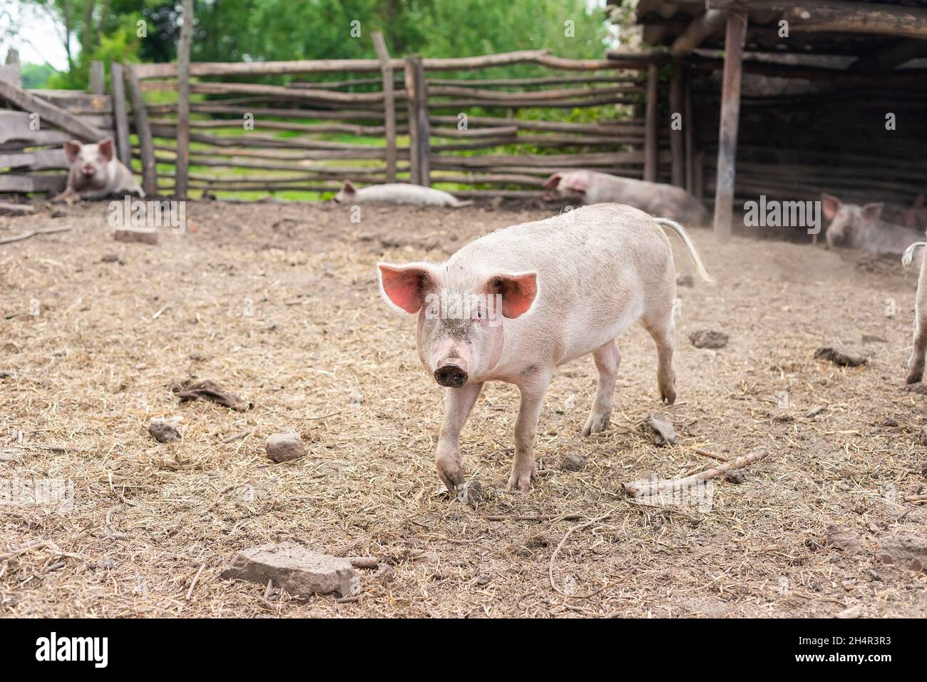 Pink pigs on the farm. Swine at the farm. Meat industry. Pig farming to ...