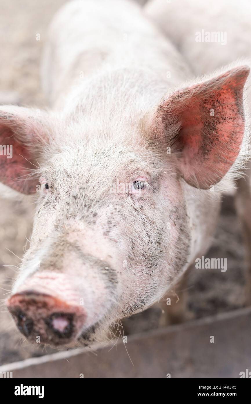 Pink pigs on the farm. Swine at the farm. Meat industry. Pig farming to ...