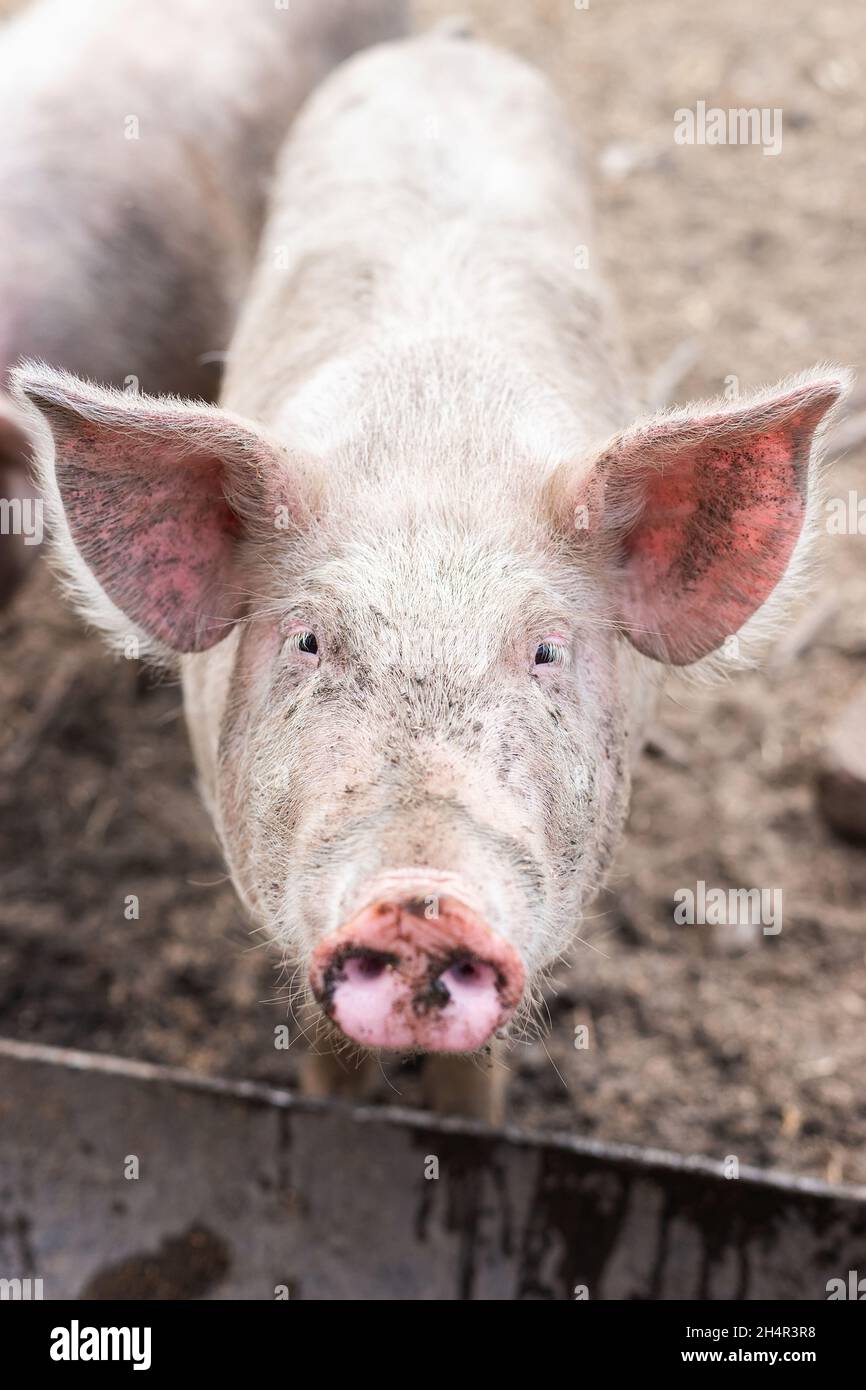 Pink pigs on the farm. Swine at the farm. Meat industry. Pig farming to ...
