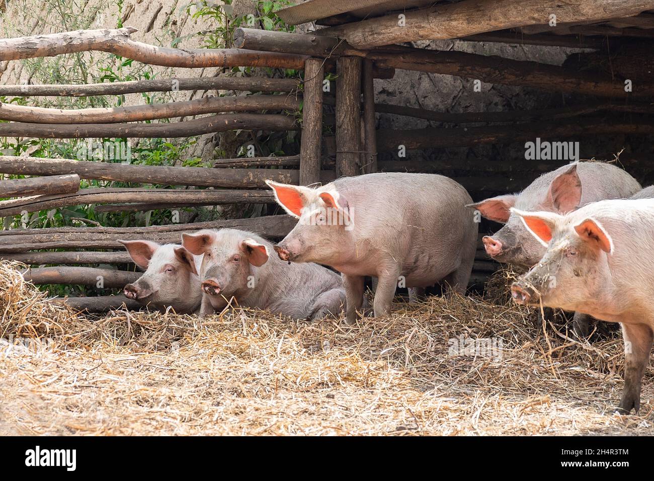 Pink pigs on the farm. Swine at the farm. Meat industry. Pig farming to meet the growing demand ...