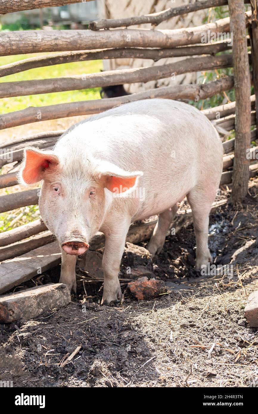 Pink pigs on the farm. Swine at the farm. Meat industry. Pig farming to meet the growing demand ...