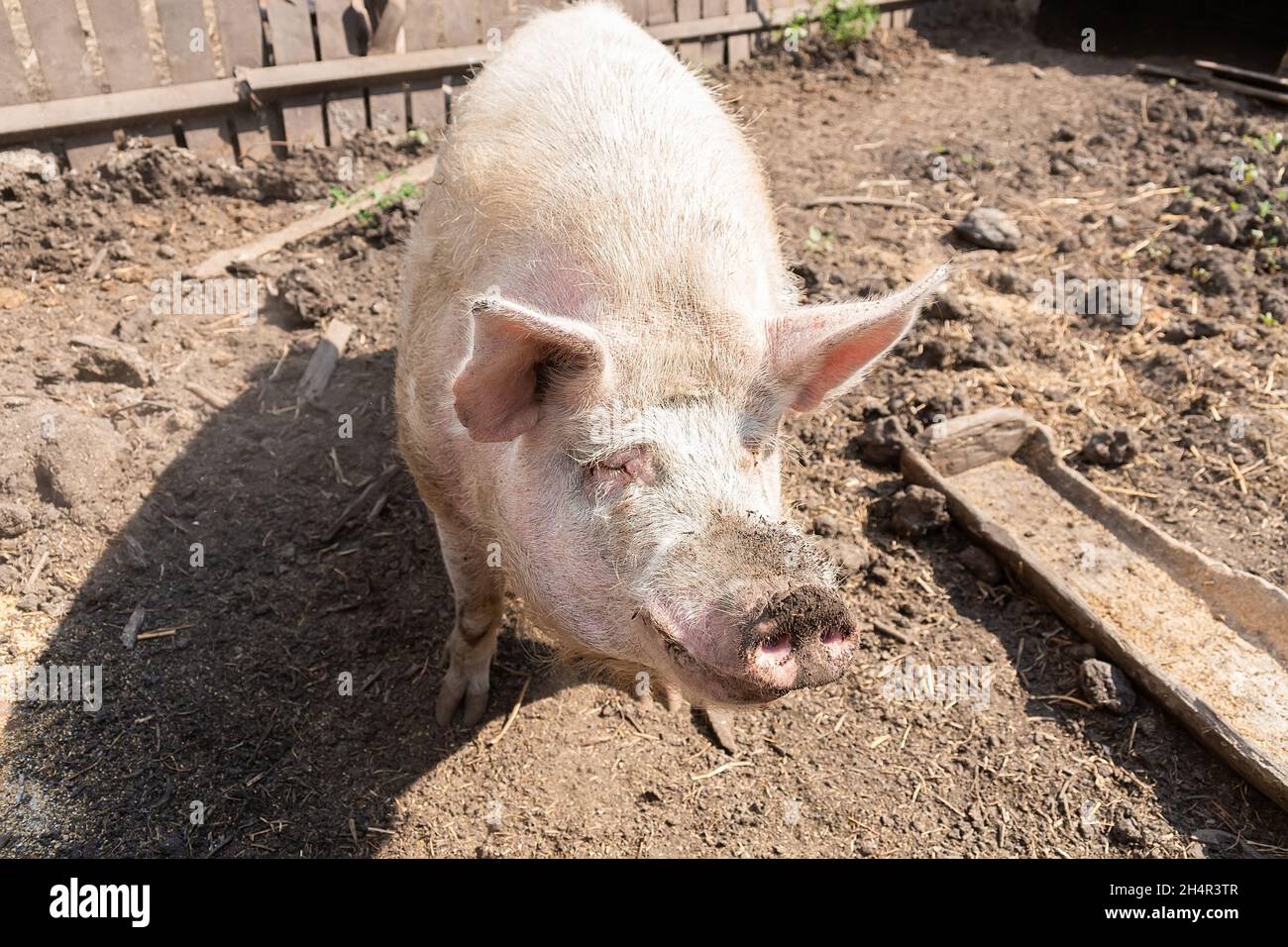 Pink pigs on the farm. Swine at the farm. Meat industry. Pig farming to ...